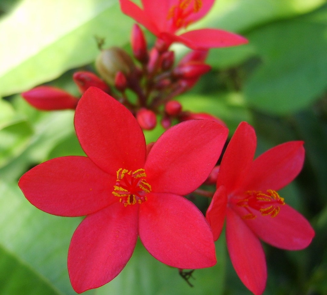 Red Dwarf Jatropha Live Floweringtree Plant Starter Size - Etsy