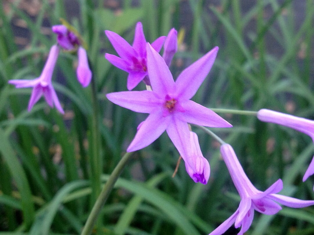 Society Garlic PURPLE Plant Clumping Lily-like Ground Cover Border Herb ...