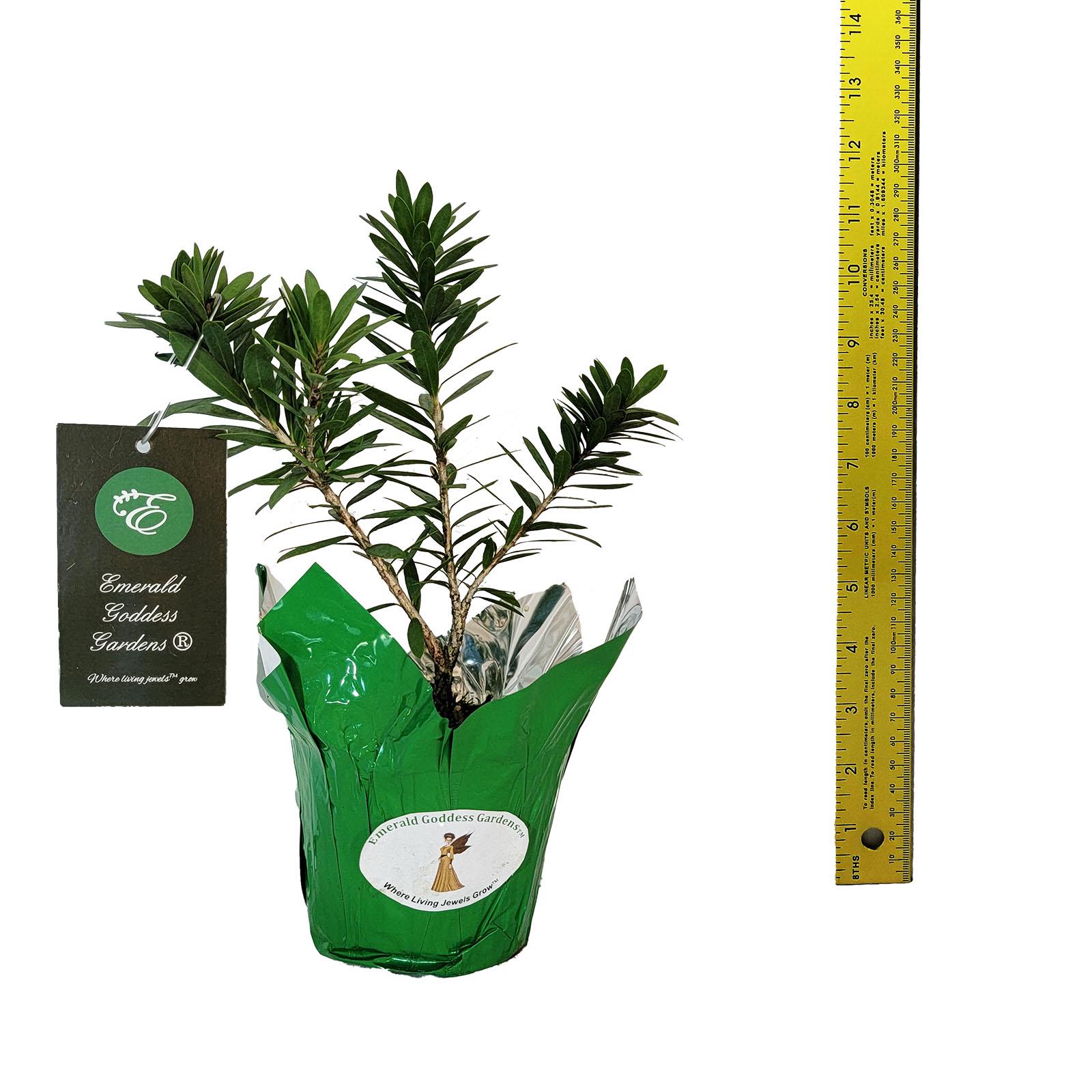LITTLE JOHN Dwarf Bottlebrush Tree Plant Rare Miniature Flowering ...