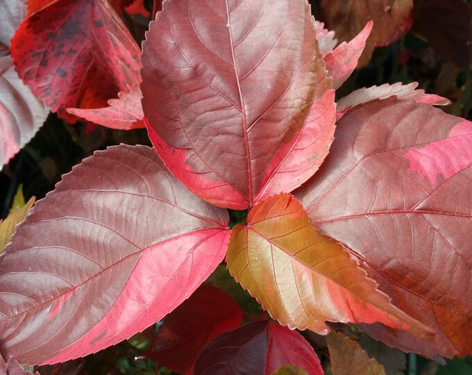 LOUISIANA RED Copper Leaf Live Tropical Plant Unique Unusual - Etsy