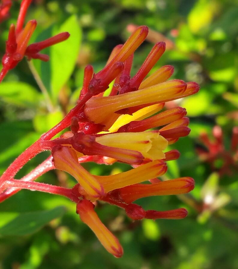 Firefly, Firebush - Butterfly Garden Plant - Red Yellow Tube Flowers ...
