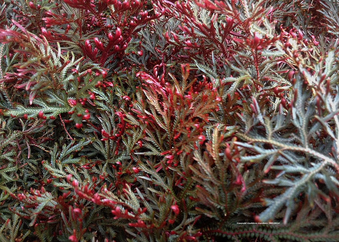 Fern RUBY RED SPIKEMOSS Plant Selaginella Unusual Cold Tolerant ...