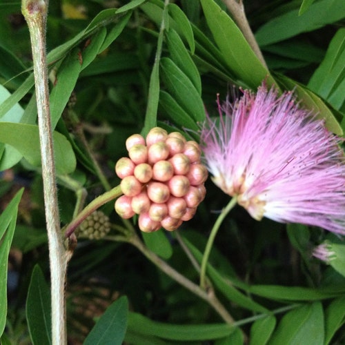 POWDER PUFF WHITE Tree Live Plant Calliandra Haematocephylla - Etsy