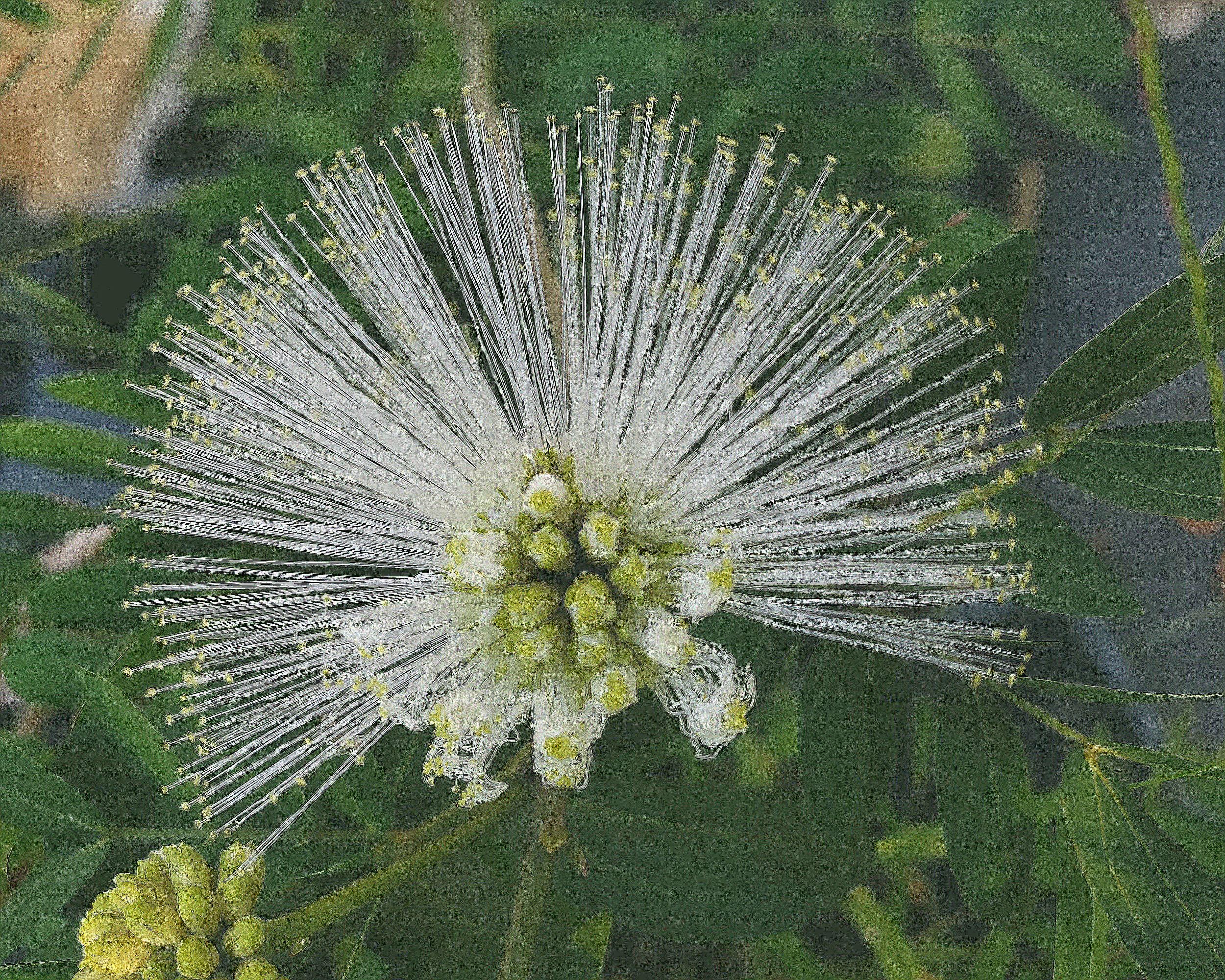 Puff Flower Tree White Powder Puff (Calliandra Haematocephylla Alba)
