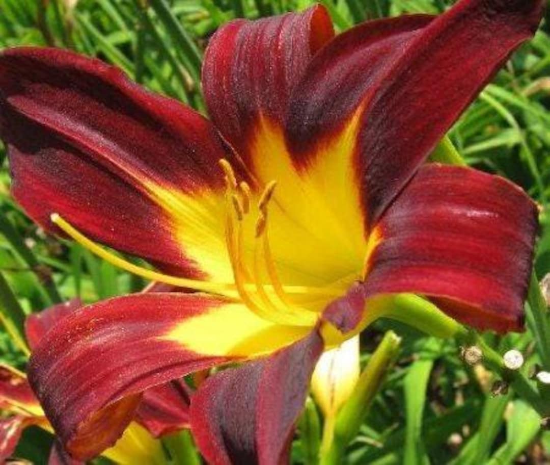 MING TOY Daylily Hemerocallis Live Lily Plant Red Yellow Flower Ground ...