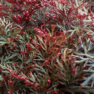 Fern RUBY RED SPIKEMOSS Plant Selaginella Unusual Cold Tolerant ...