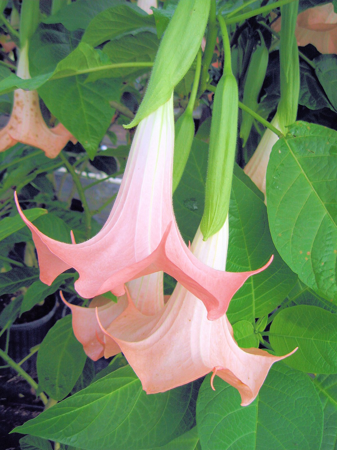 Brugmansia CHERUB Dwarf Angels Trumpet Live Tropical Plant - Etsy