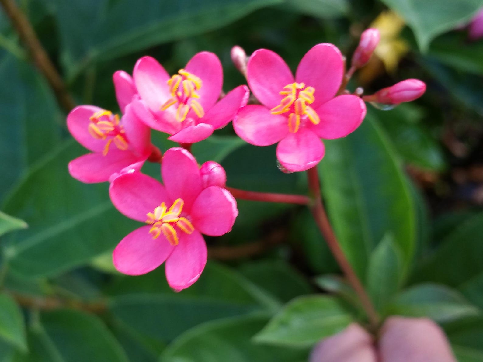 Jatropha Intergerima WATERMELON PINK Dwarf Tropical Tree Shrub Live ...