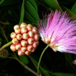 Powder Puff Pink SURINAM Tree Live Plant Rose Cascade Calliandra ...