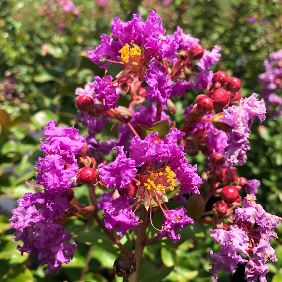 TWILIGHT PURPLE Crepe Myrtle Tree Shrub Plant Large Mature Landscape ...