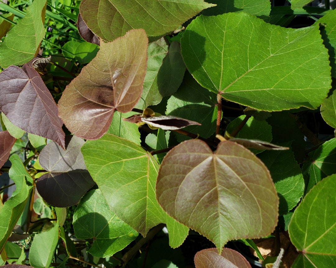 MAHOE Solid Leaf Sea Hibiscus Tropical Tree Live Plant Colored Leaves ...