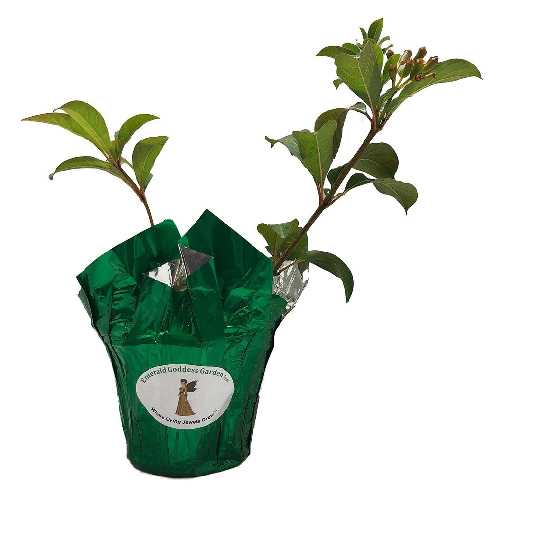 Firebush AFRICAN Shrub Live Plant Orange Yellow Flower Hummingbird ...