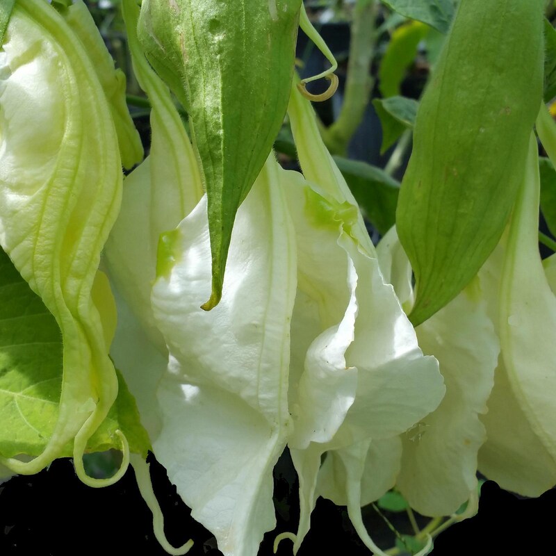 White Trumpet Flower - Etsy