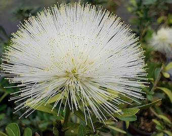 Powder Puff Pink SURINAM Tree Live Plant Rose Cascade Calliandra ...