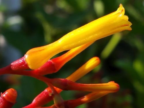 Firebush AFRICAN Shrub Live Plant Orange Yellow Flower - Etsy