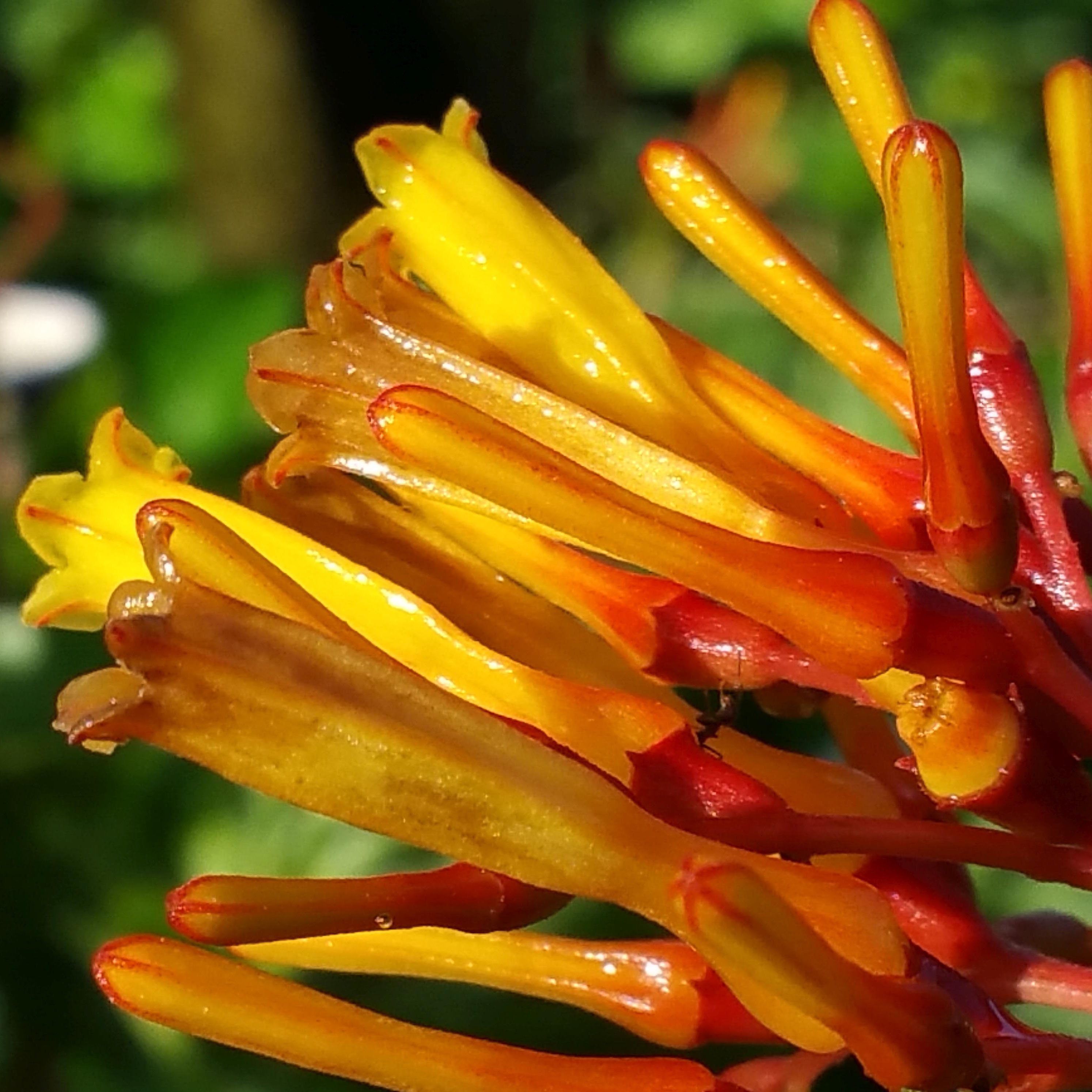 Firebush AFRICAN Shrub Live Plant Orange Yellow Flower - Etsy