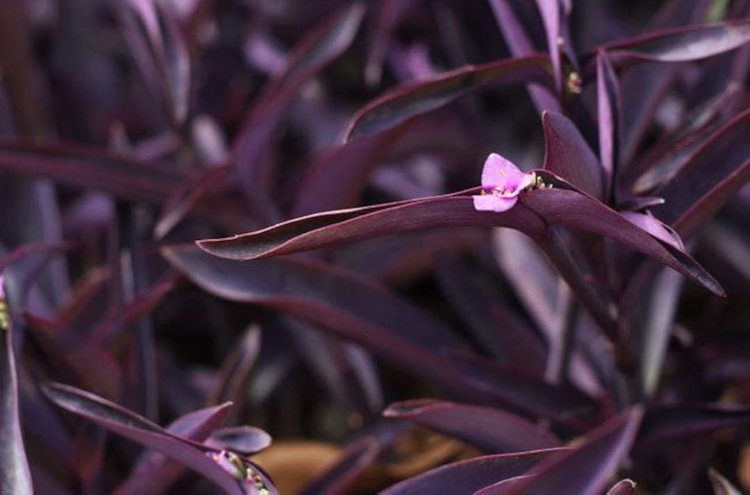 PURPLE QUEEN Heirloom Ground Cover Live Tropical Plant Tradescantia ...