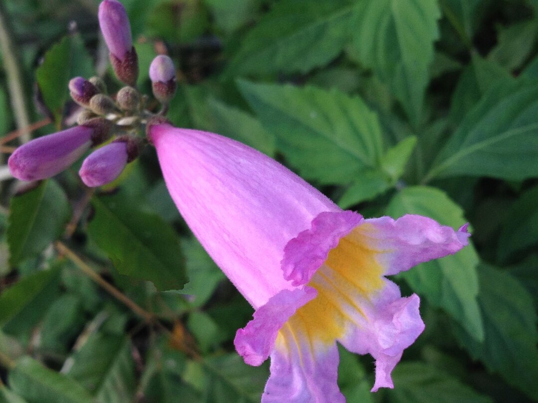 TABEBUIA IPE Pink Trumpet Flowering Tree Live Plant Impetiginosa ...