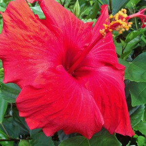 BRILLIANT RED Tropical Hibiscus Live Plant Single Flower - Etsy