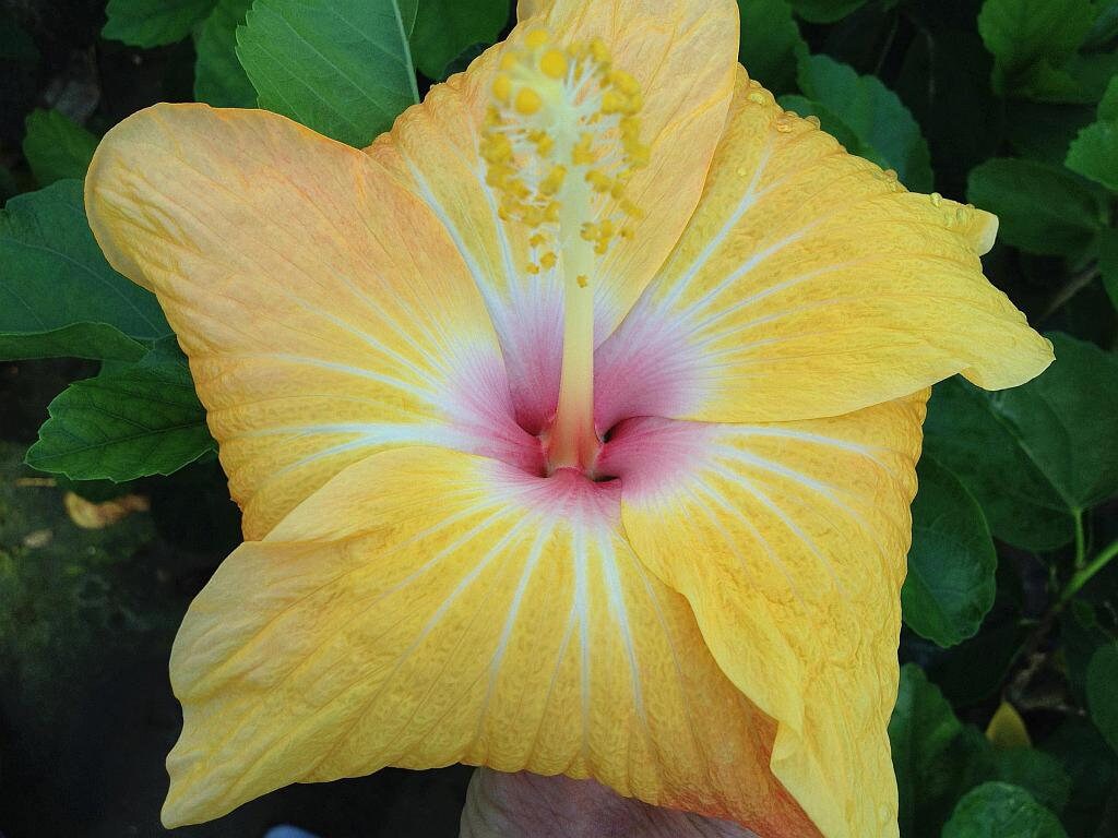 PARADISE Tropical Hibiscus Live Plant Large Fancy Single - Etsy