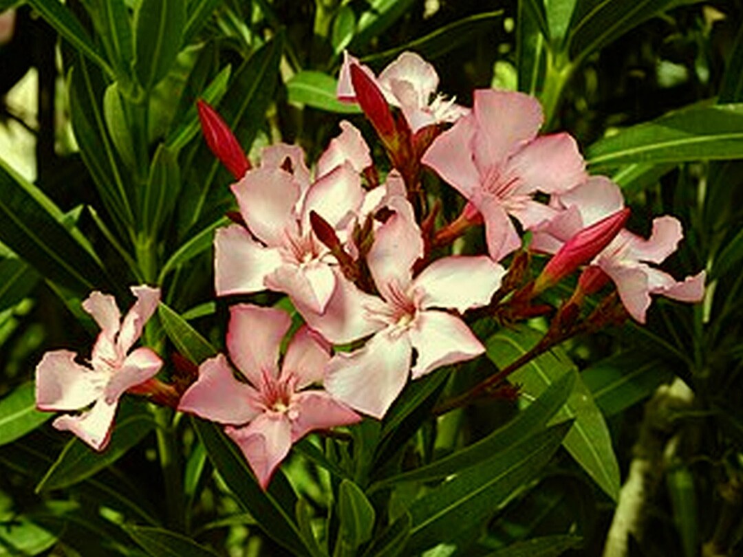 Oleander Nerium DWARF Salmon Pinktropical Plant Bush Single Flower 4 ...