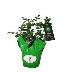 SEVEN SISTERS Old Garden Antique Heirloom Climbing Rambler Rose Bush - Etsy