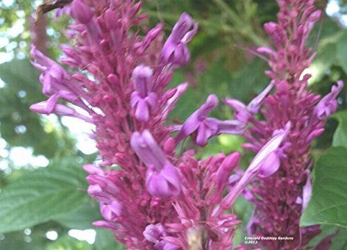 FIRESPIKE PURPLE Live Semi-tropical Plant Shade Perennial - Etsy
