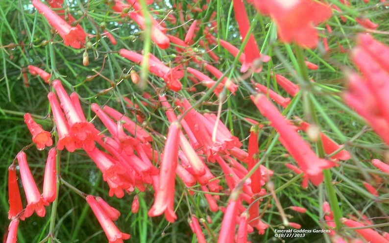 FIRECRACKER FERN Live Tropical Plant Cascading Habit Red Tube - Etsy