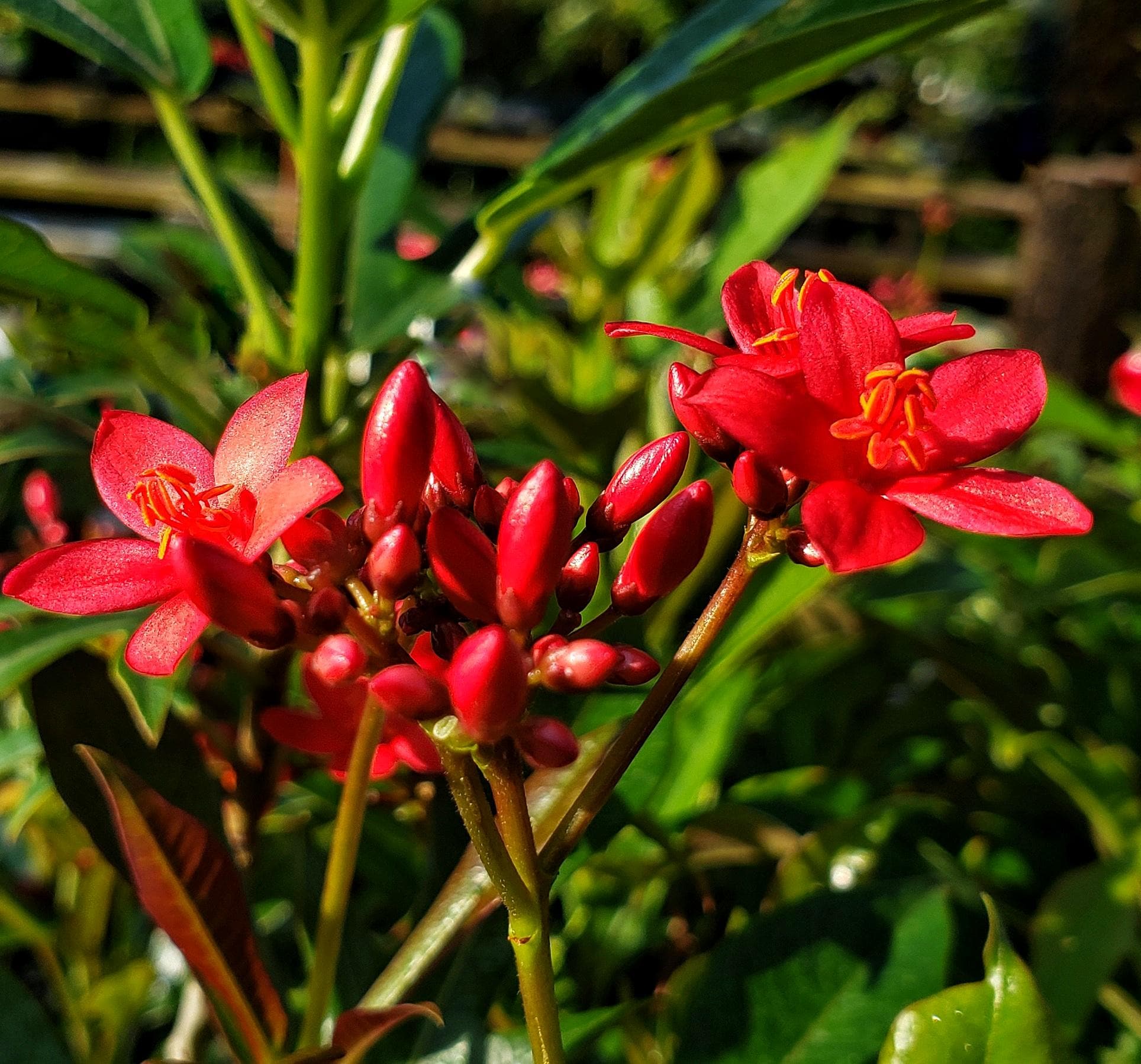 Red Dwarf Jatropha Live Floweringtree Plant Starter Size - Etsy