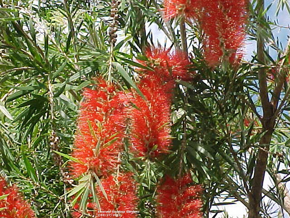 RED CLUSTER Clemson Bottlebrush Tree Plant Unusual Flowers - Etsy