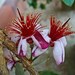 MYSORE RASPBERRY Tropical Fruiting Flowering Live Bush Plant Bears ...