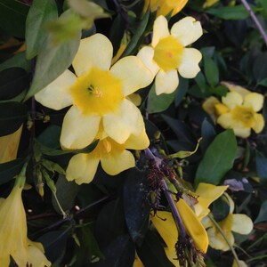 CAROLINA JASMINE Fragrant Swamp Jessamine Yellow Spring - Etsy