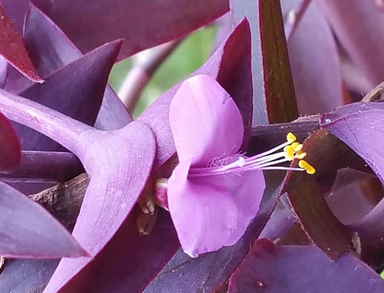 PURPLE QUEEN Heirloom Ground Cover Live Tropical Plant | Etsy