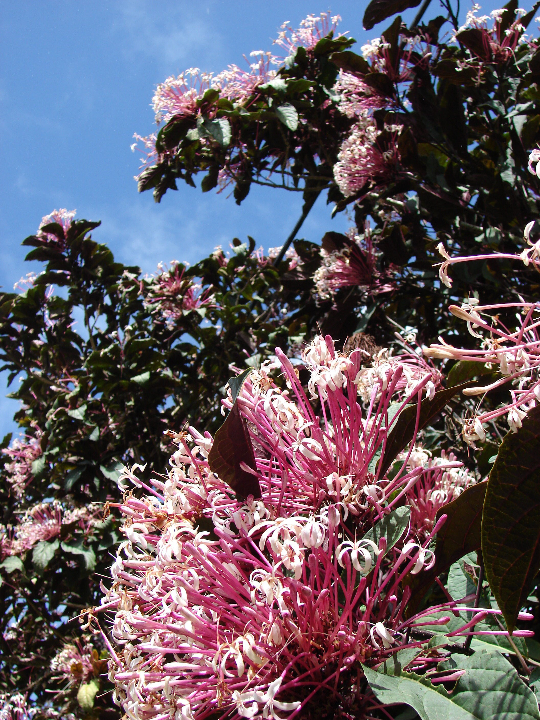 Clerodendrum Quadriloculare