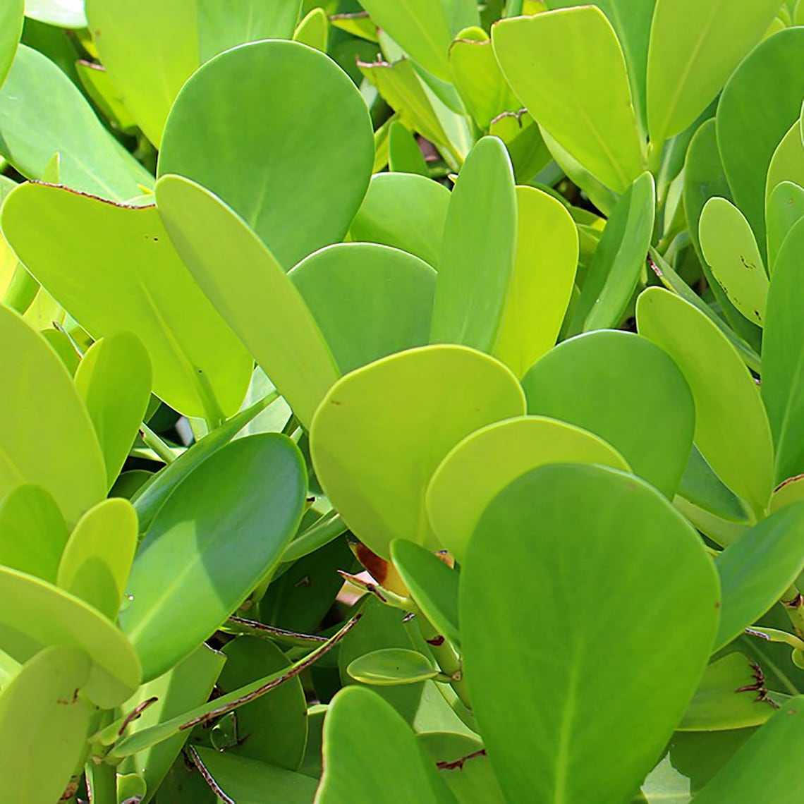 Dwarf PINK CLUSIA Rosea Nana Tropical Live Plant Character - Etsy