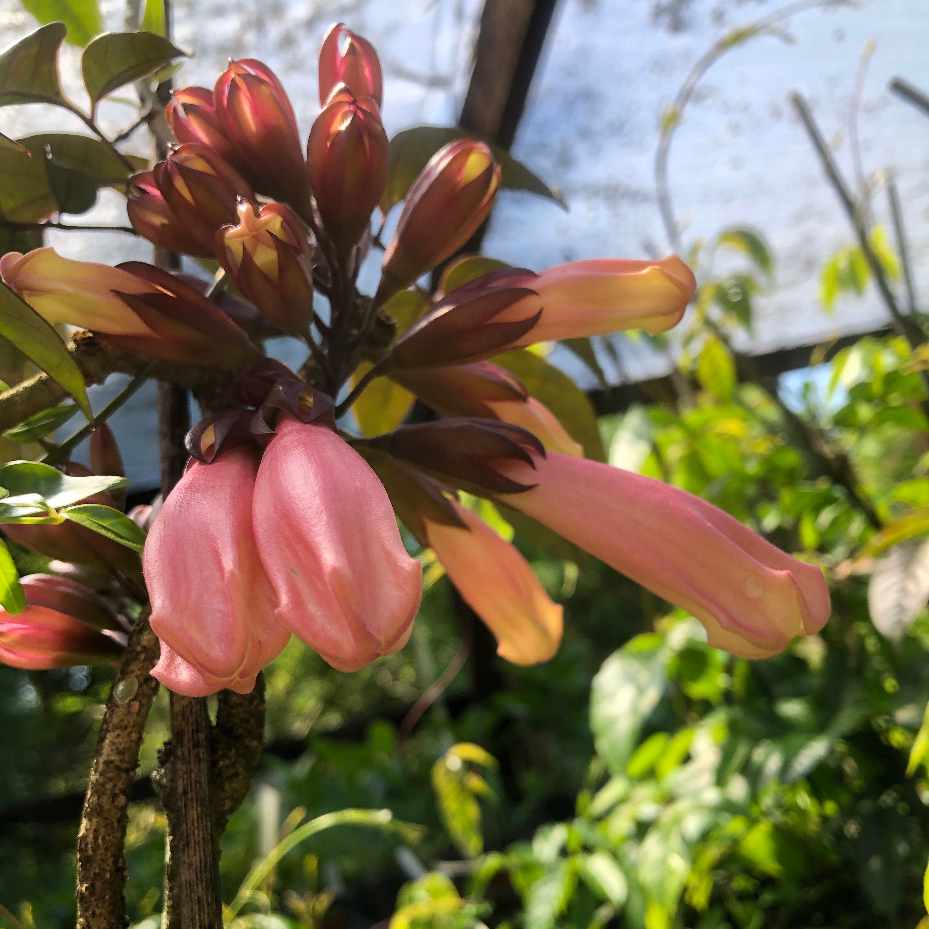 NEW GUINEA Pink Trumpet Vine Forest Bell Creeper Tropical Vine - Etsy