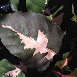 Chocolate Jamaican Croton Tropical Plant Bronze Pink Variegated Leaf - Etsy