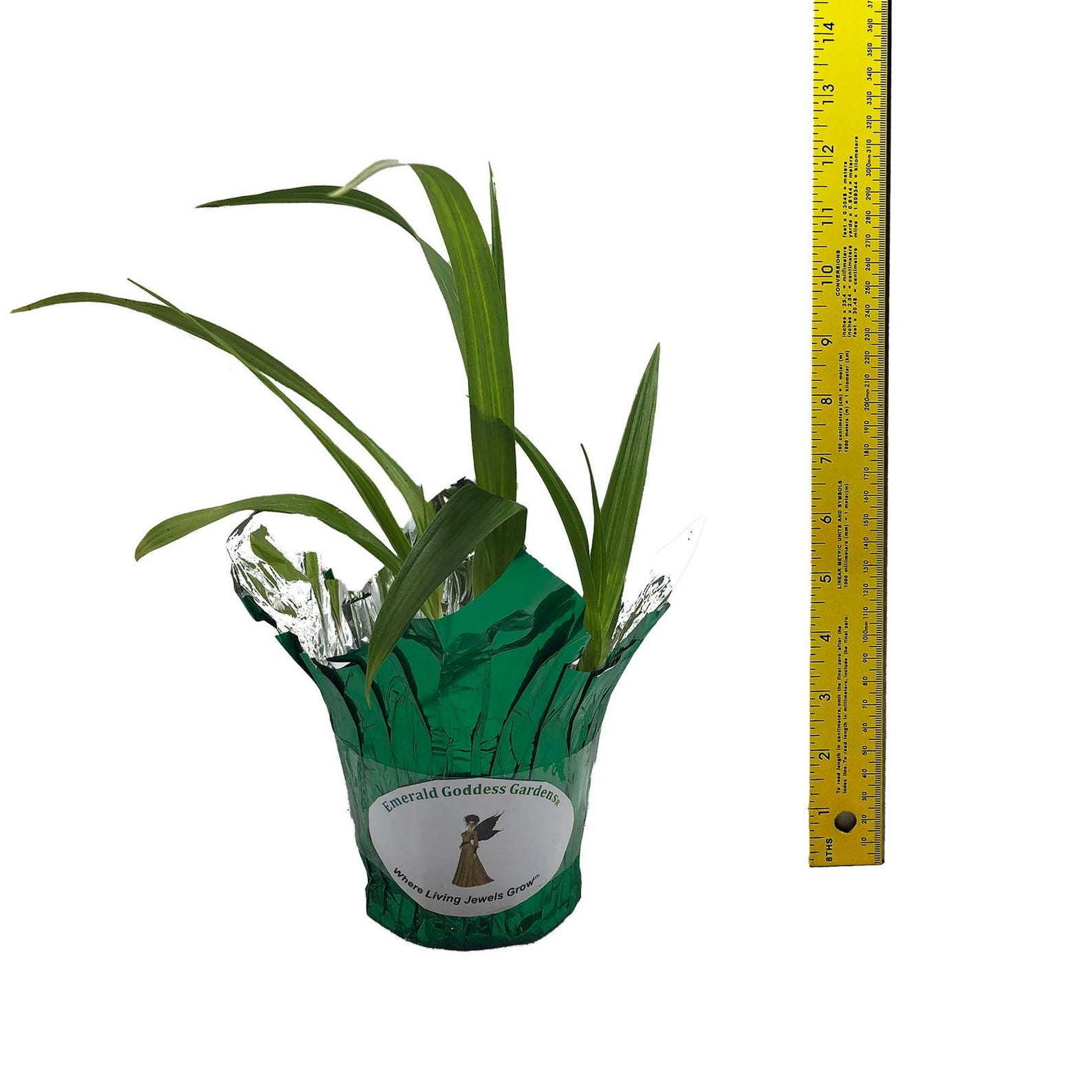 Bletilla Yokohama Kate Purple Ground Orchid Live Plant Lightly Fragrant ...