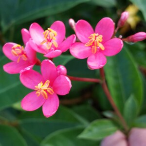 Jatropha Intergerima WATERMELON PINK Dwarf Tropical Tree Shrub Live ...