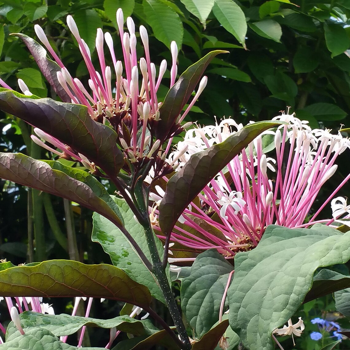 Clerodendrum Quadriloculare STARBURST Shooting Star Tropical - Etsy