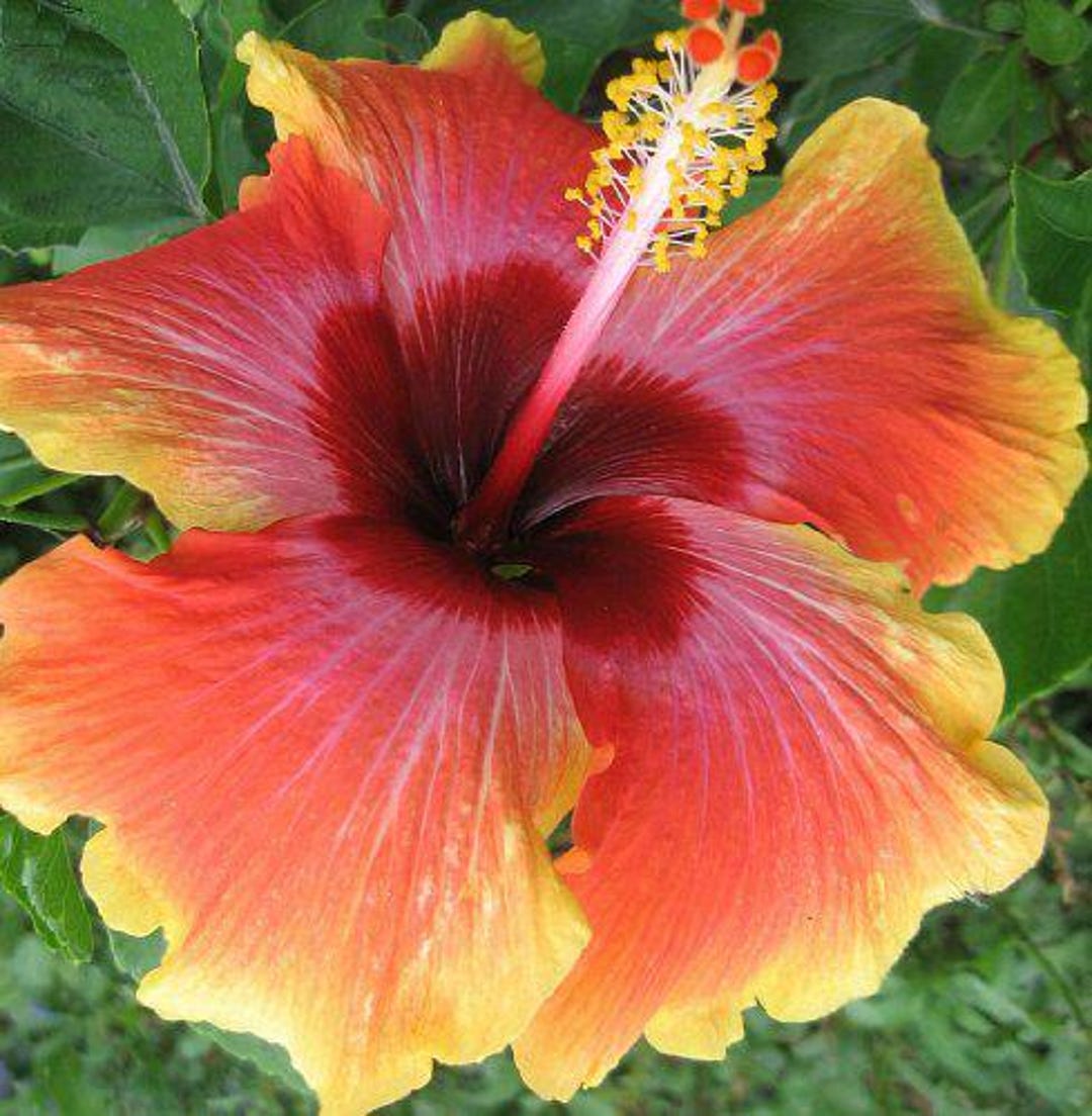 COSMIC DANCER Tropical Exotic Hibiscus Live Plant Extra Large Fancy ...