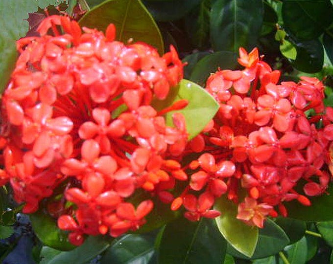 MAUI RED Ixora Tropical Live Plant Orange Red Flower Starter Size - Etsy