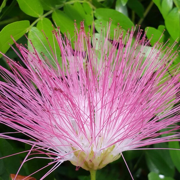 Pink Powder Puff - Etsy