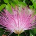 Powder Puff Pink SURINAM Tree Live Plant Rose Cascade Calliandra ...