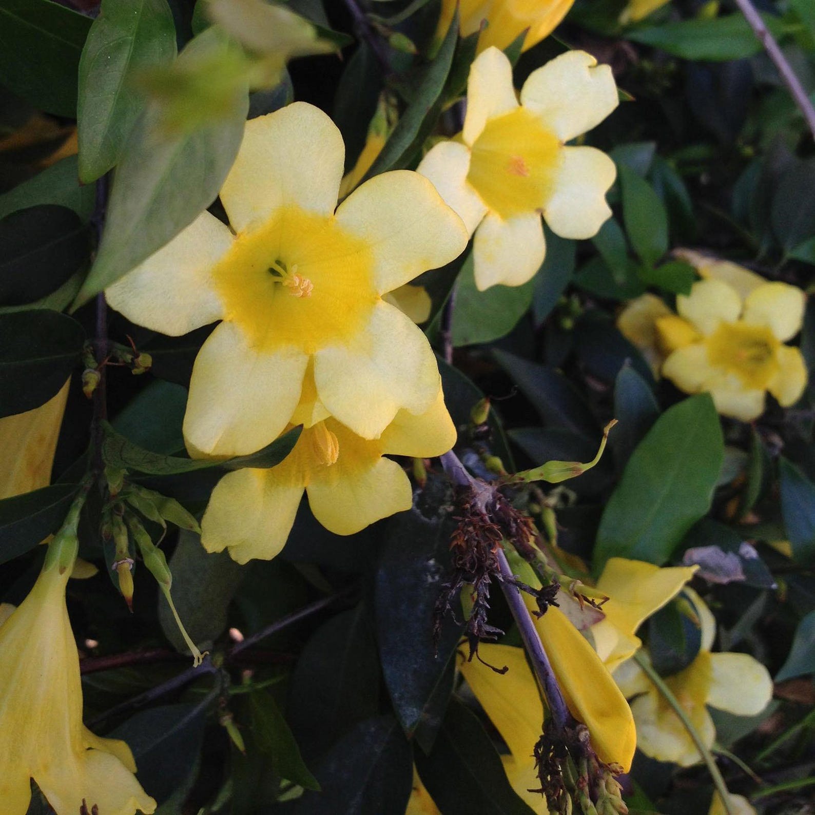 CAROLINA JASMINE Fragrant Swamp Jessamine Yellow Spring Flowering Vine ...
