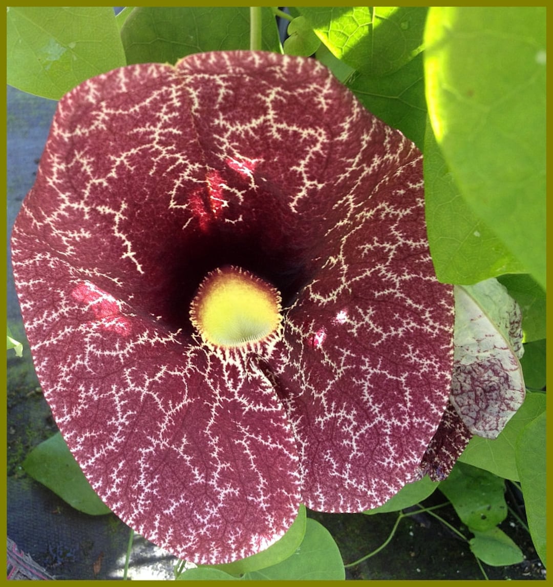 DUTCHMANS PIPE Vine Giant Pelican Flower Purple Unique Unusual Bloom ...