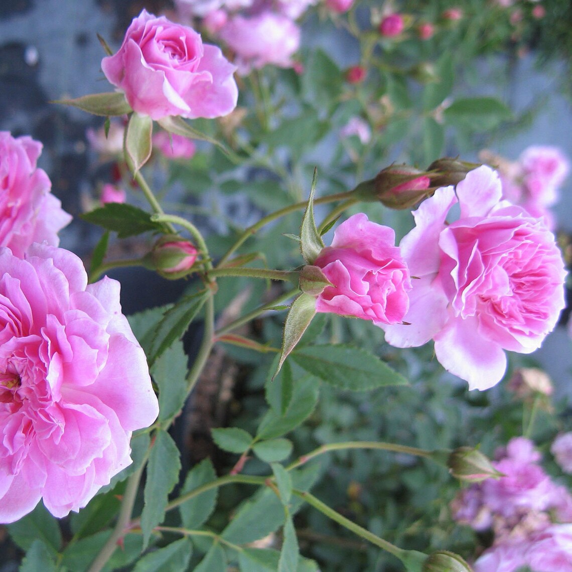 CALDWELL PINK Old Heirloom Antique Own Root Rose Pink Pet - Etsy