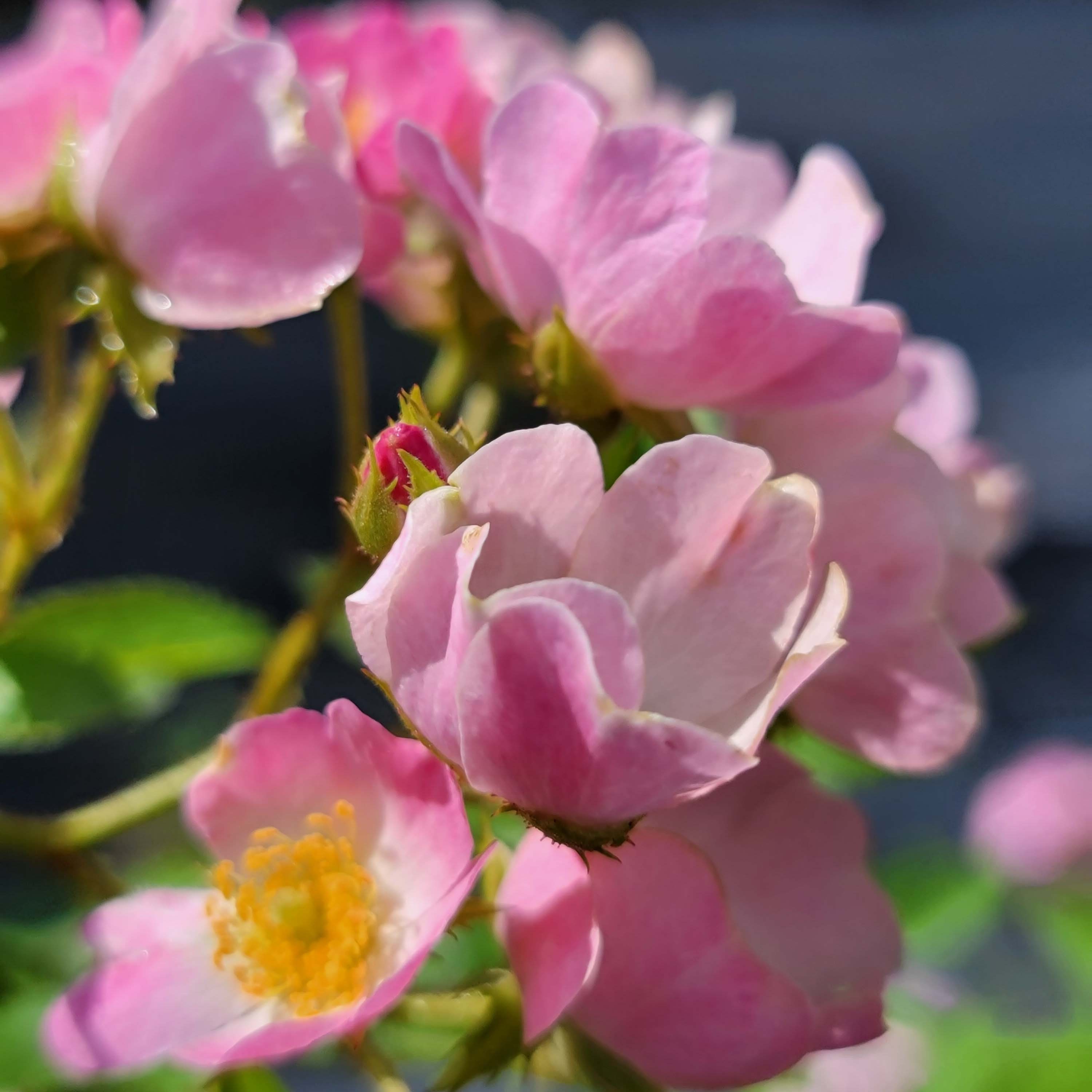 BALLERINA Musk ROSE Antique Heirloom Live Plant Shade Tolerant - Etsy