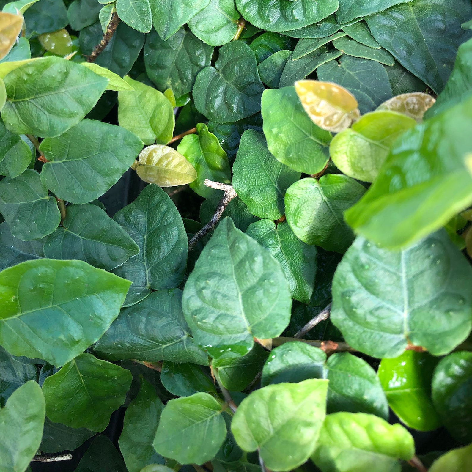 Ficus Repens CREEPING FIG Low Growing Ground Cover Live - Etsy Australia