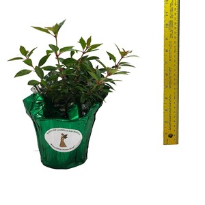 FIREBUSH Firefly Dwarf Scarlet Red Shrub Live Plant Orange Yellow ...